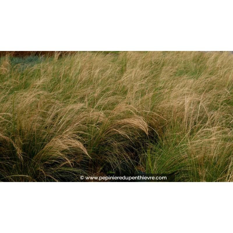 STIPA tenuifolia, cheveux d'ange, persistant - Pépinière du Penthièvre ...