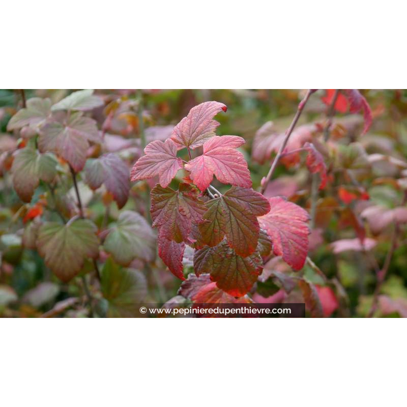 RIBES sanguineum, groseillier à fleurs roses - Pépinière du Penthièvre ...