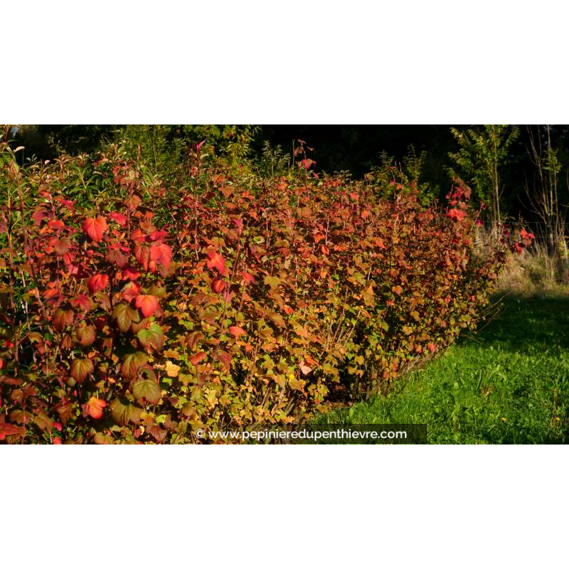 RIBES sanguineum, groseillier à fleurs roses - Pépinière du Penthièvre ...